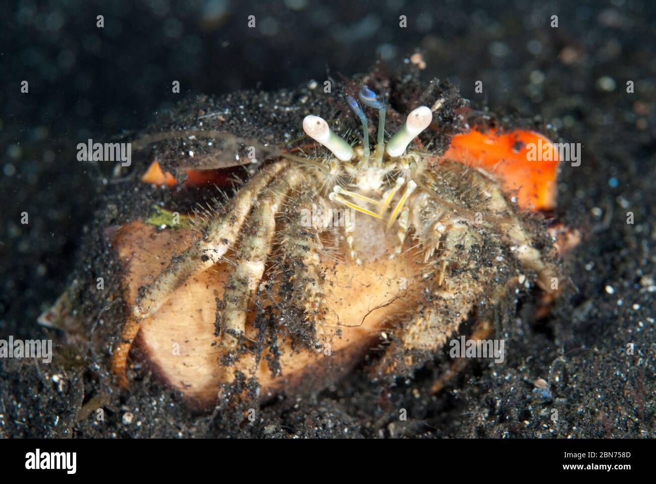Unidentified Hermit Crab, Diogenidae Family, TK1 dive site, Lembeh ...