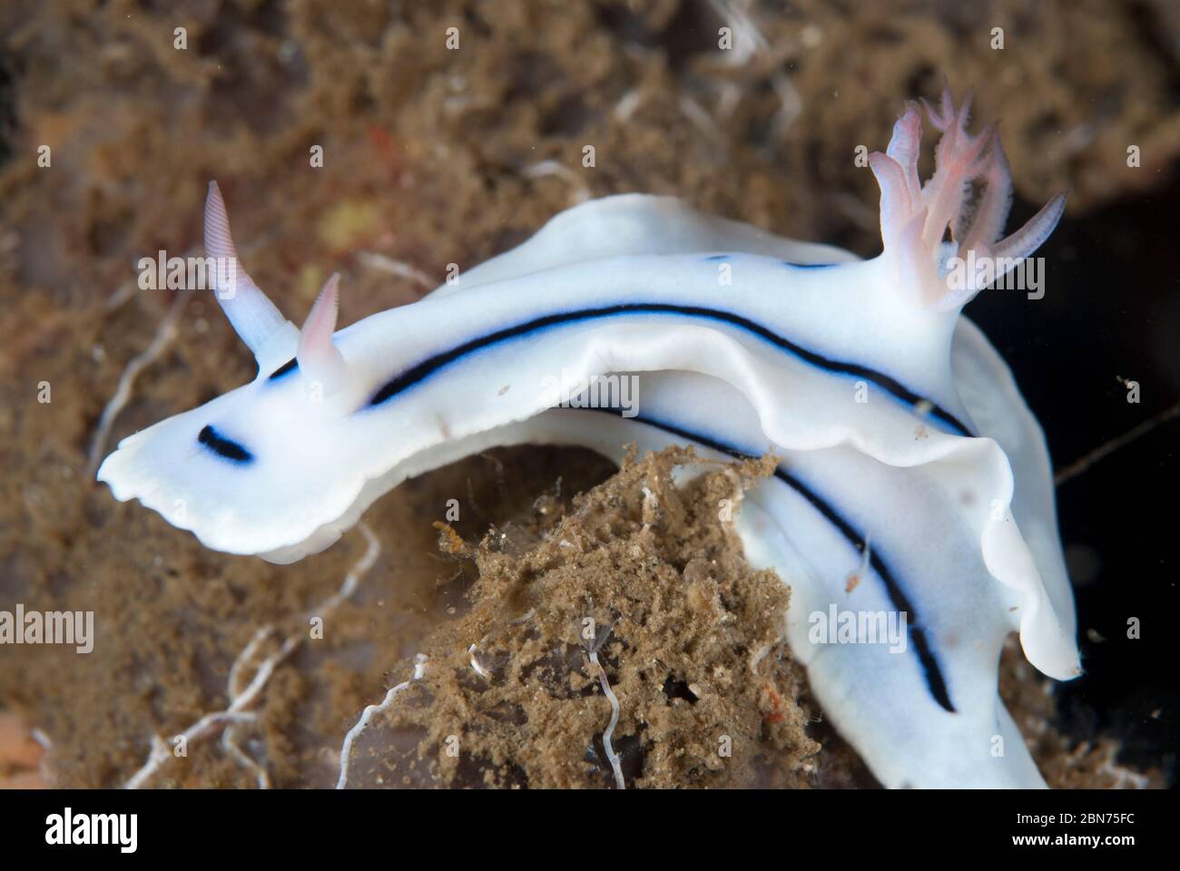 Loch's Chromodoris Nudibranch, Chromodoris lochi, Night dive, Nudi ...