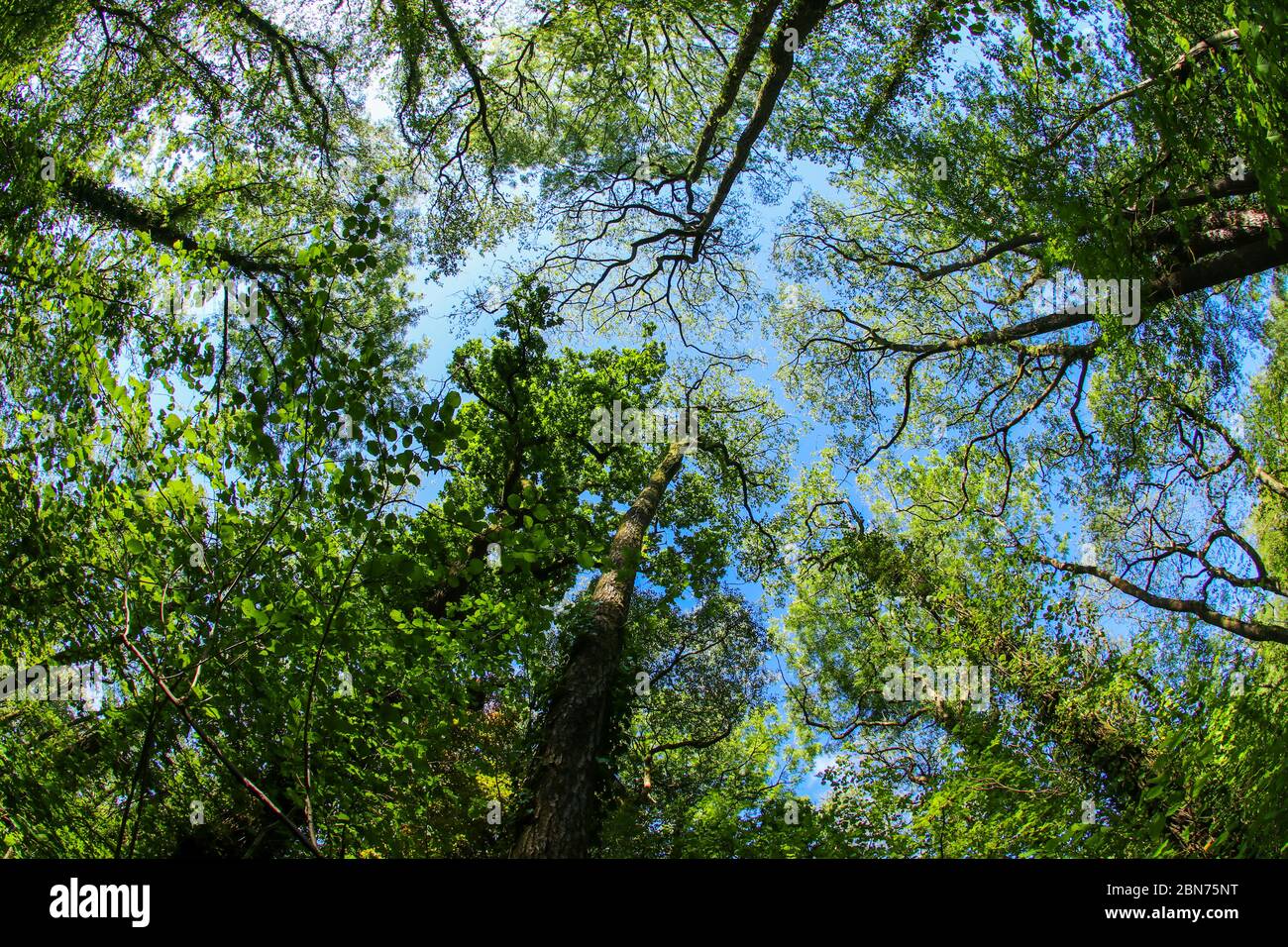 An ancient woodland tree canopy in the UK through a fish-eye lens in ...