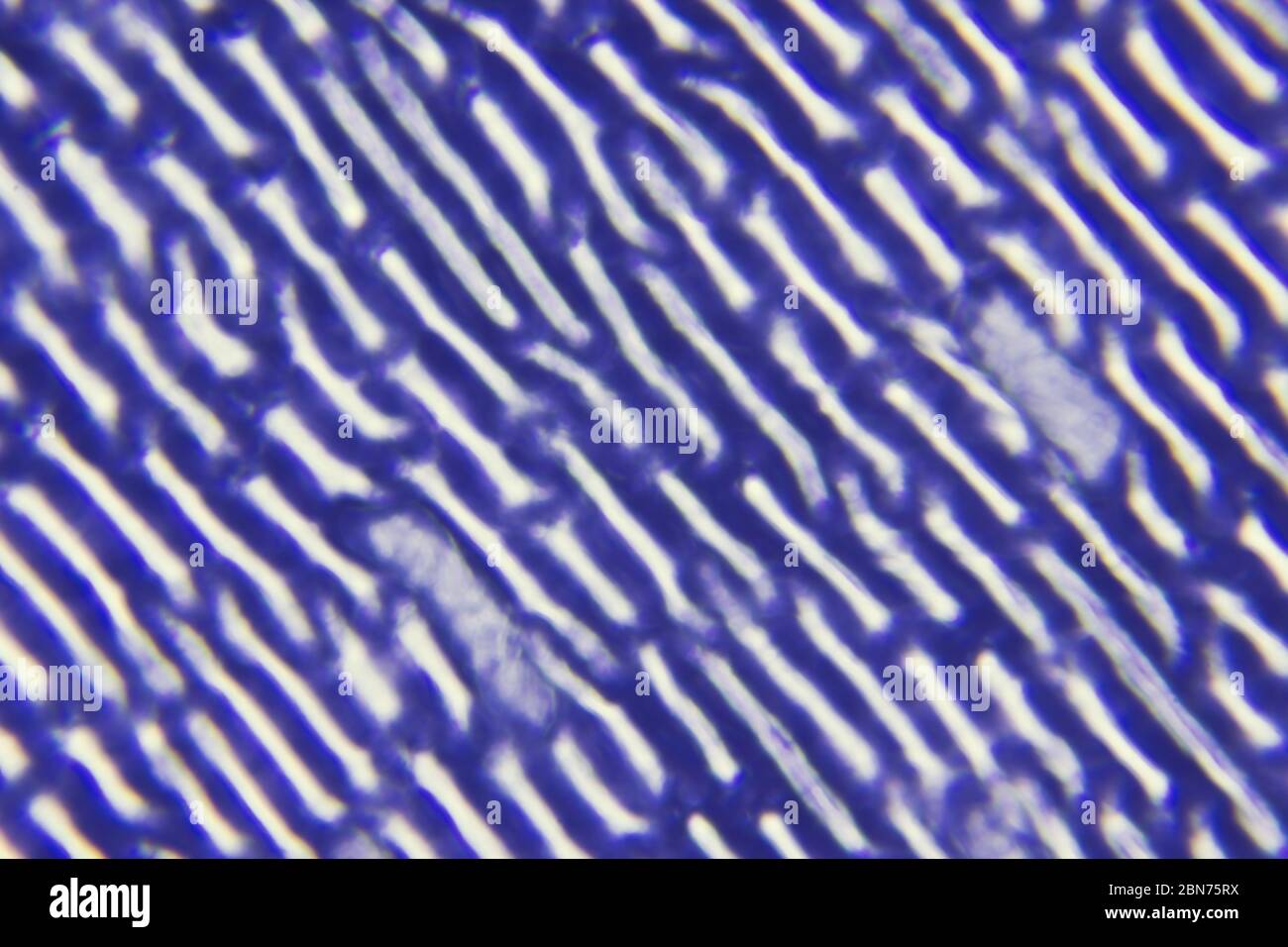 Onion cells hi-res stock photography and images - Alamy