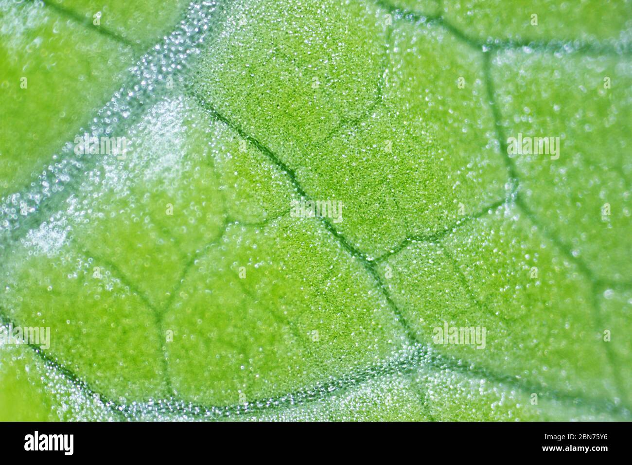 juicy green plant cells under the microscope Stock Photo - Alamy