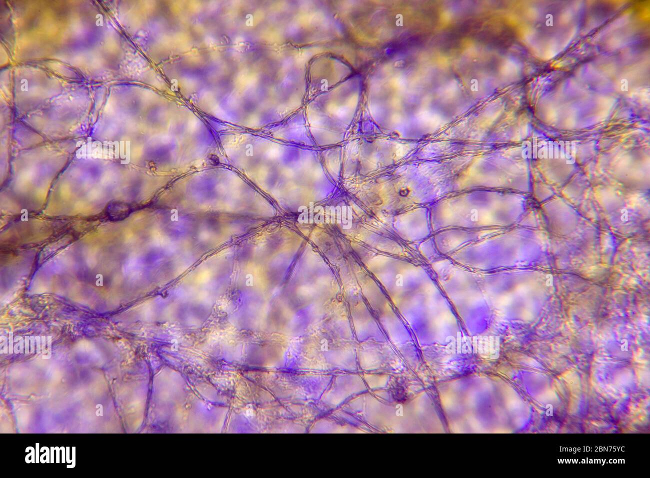 Under the microscope plants cells Stock Photo - Alamy