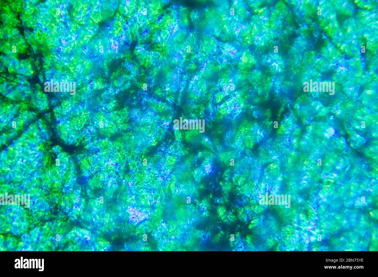 Under the microscope plants cells Stock Photo - Alamy
