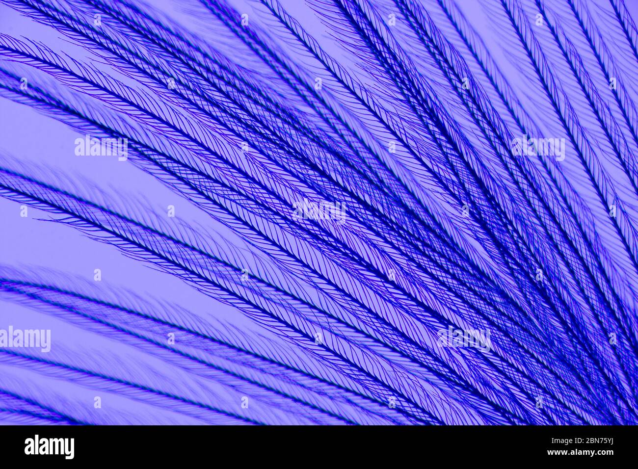 bird feather under the microscope Stock Photo - Alamy