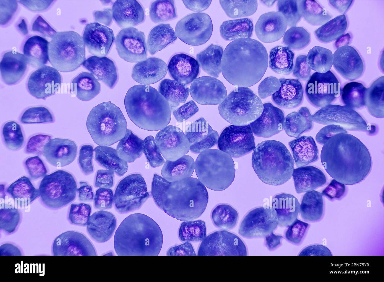 amazing salt crystals under the microscope Stock Photo - Alamy amazing salt crystals under the microscope Stock Photo - Alamy