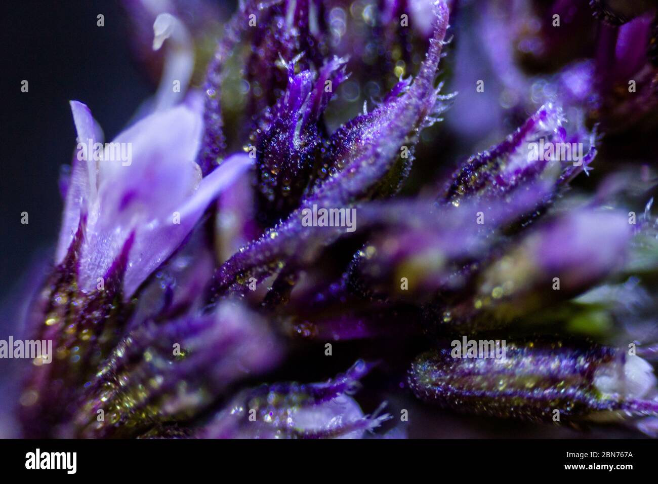 mint flowers under the microscope Stock Photo - Alamy