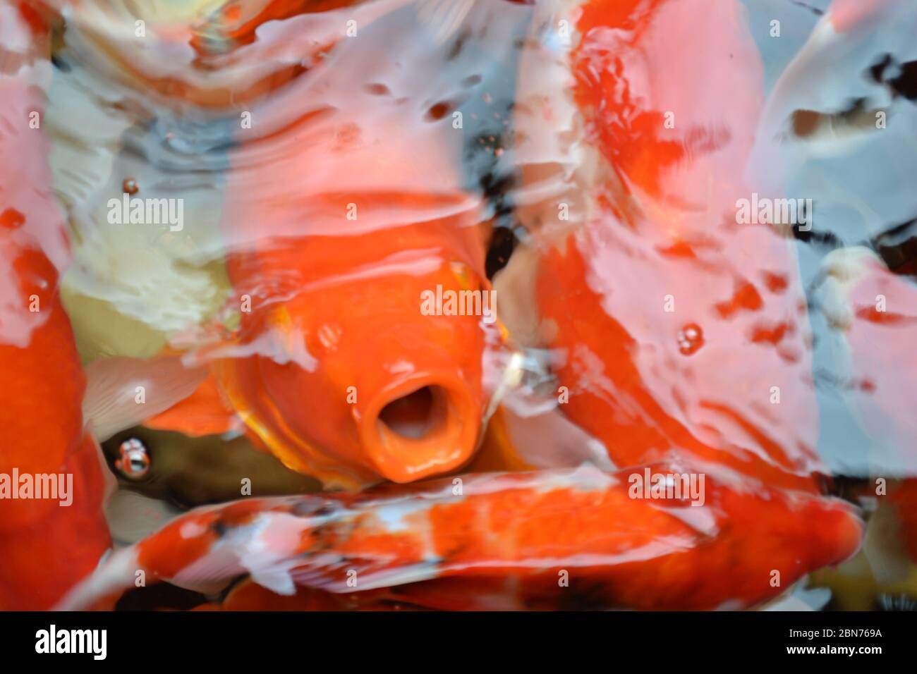 Hungry carp fishes fish hi-res stock photography and images - Alamy