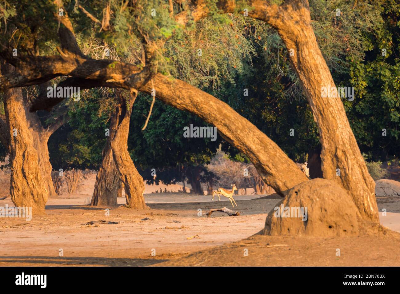 Mana Pools National Park, Zimbabwe Stock Photo - Alamy