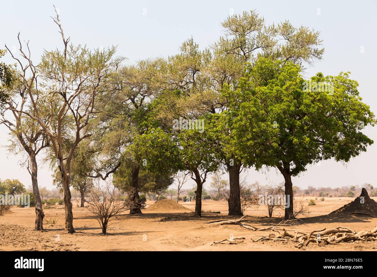 Mana Pools National Park, Zimbabwe Stock Photo - Alamy
