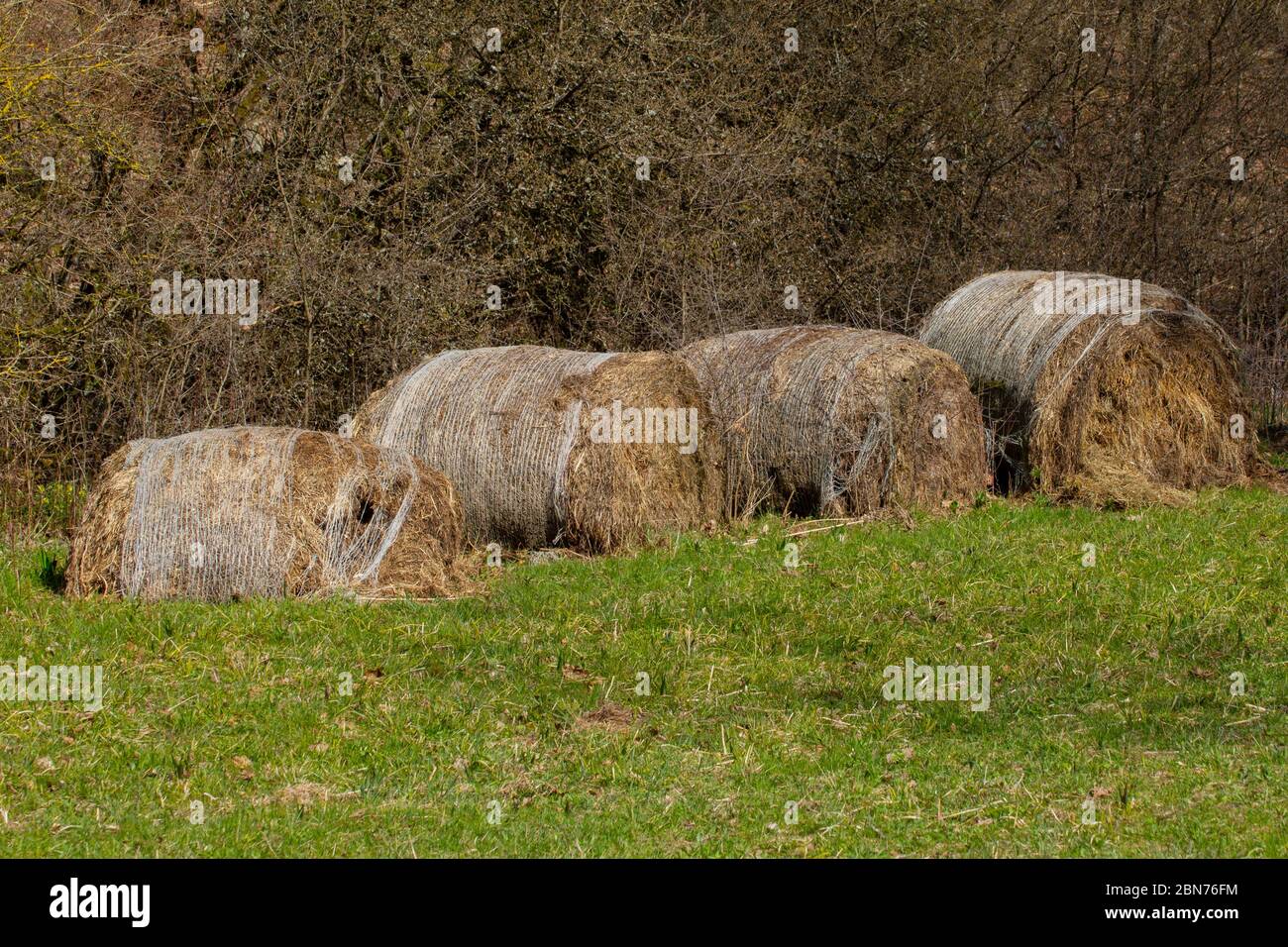 Old rotten hay bale rolls covered with plastic net Stock Photo - Alamy