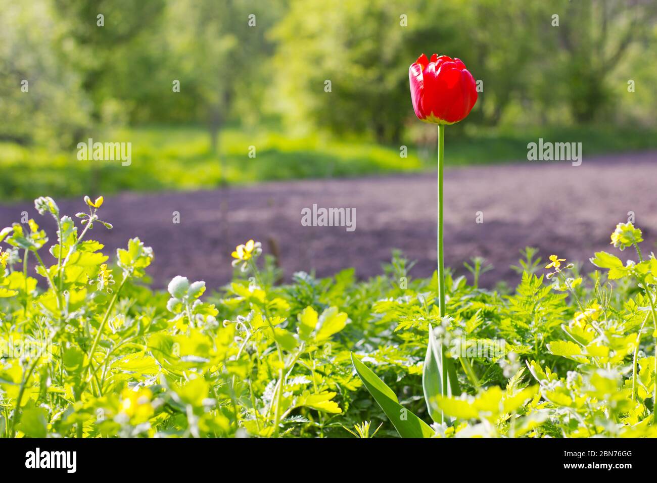 bright red tulip in the wild Stock Photo - Alamy