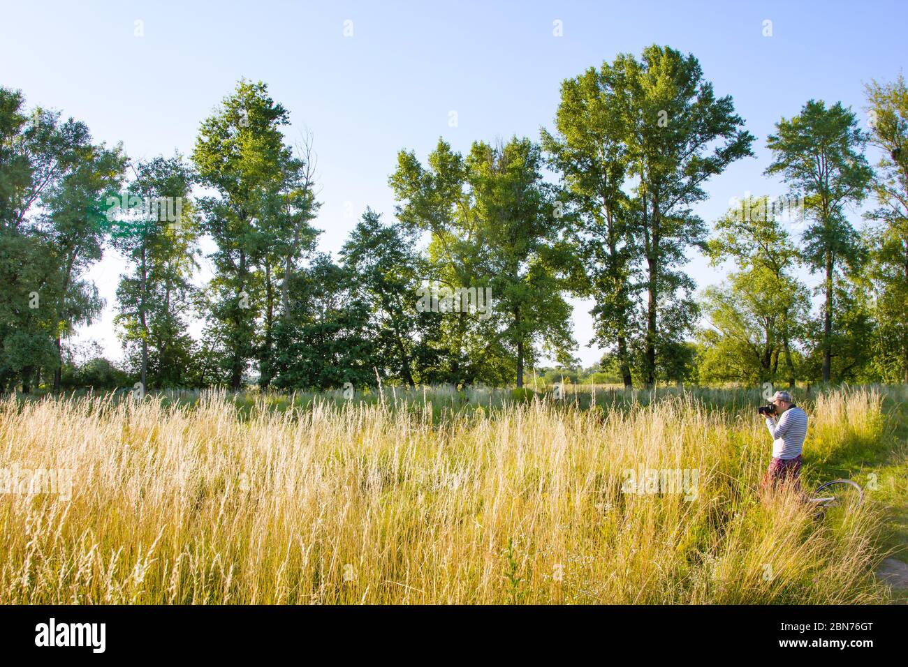 Solar field, summer grass and forest in the distance Stock Photo - Alamy