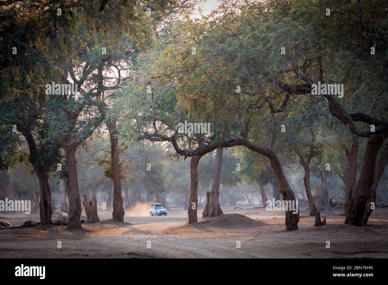 Mystic blue forest of ana trees in Mana Pools National Park, Zimbabwe ...