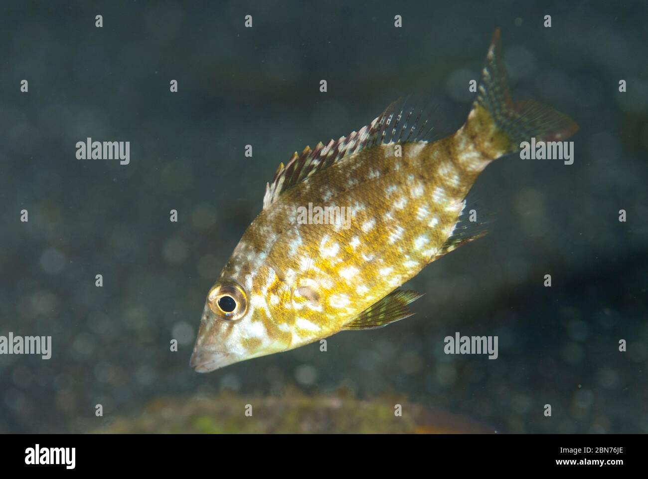 Blotched phase hi-res stock photography and images - Alamy