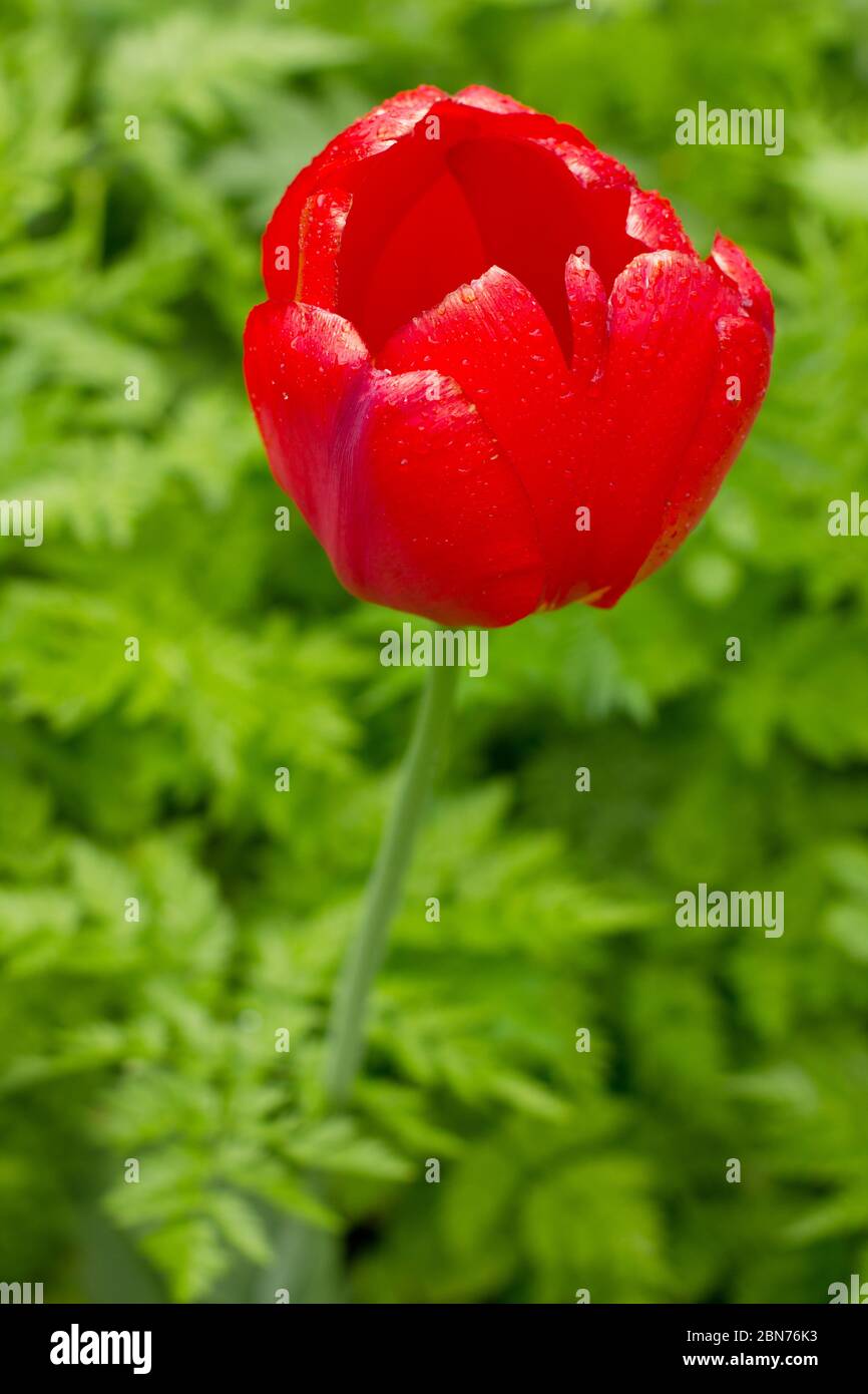 bright red tulip in the wild Stock Photo - Alamy