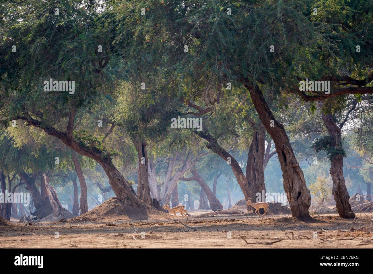 Mystic blue forest of ana trees in Mana Pools National Park, Zimbabwe ...