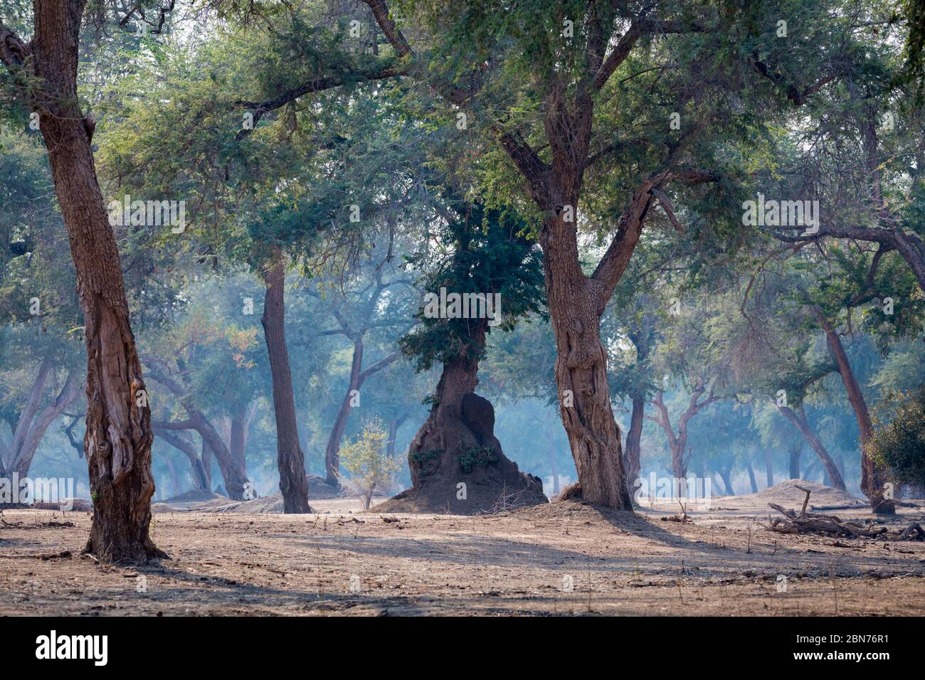 Mystic blue forest of ana trees in Mana Pools National Park, Zimbabwe ...