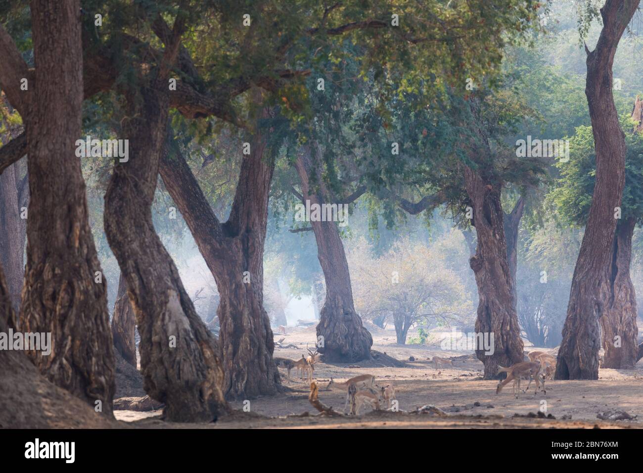 Mystic blue forest of ana trees in Mana Pools National Park, Zimbabwe ...