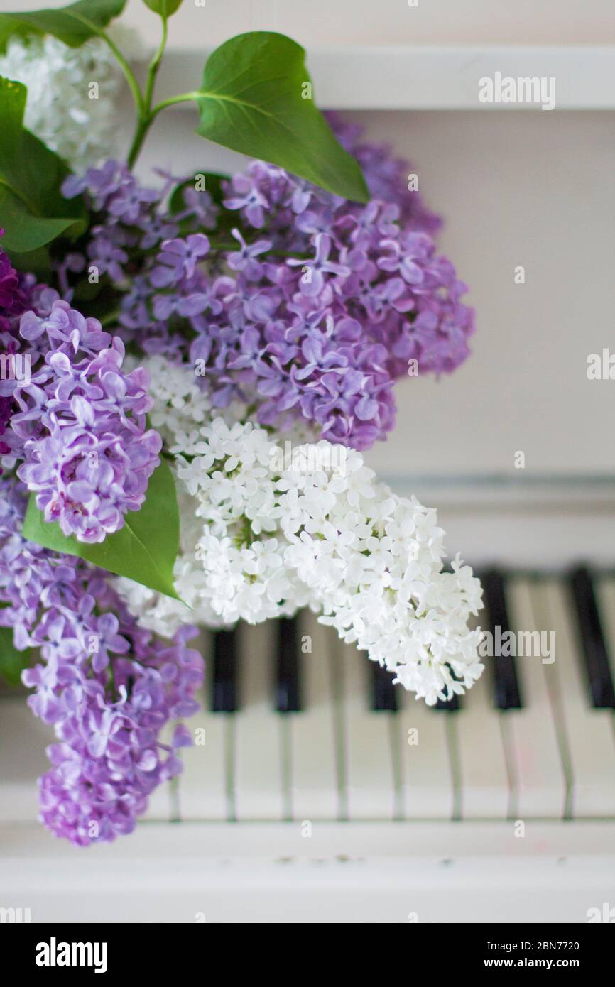 lilac on piano close-up. White piano. Lilac bouquet several colors over ...