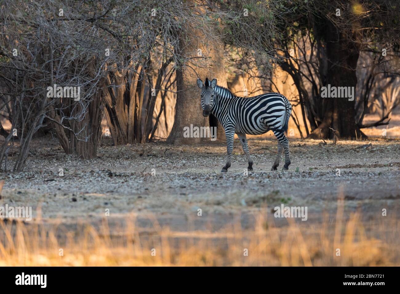 Zebras at Mana Pools National Park, Zimbabwe Stock Photo - Alamy