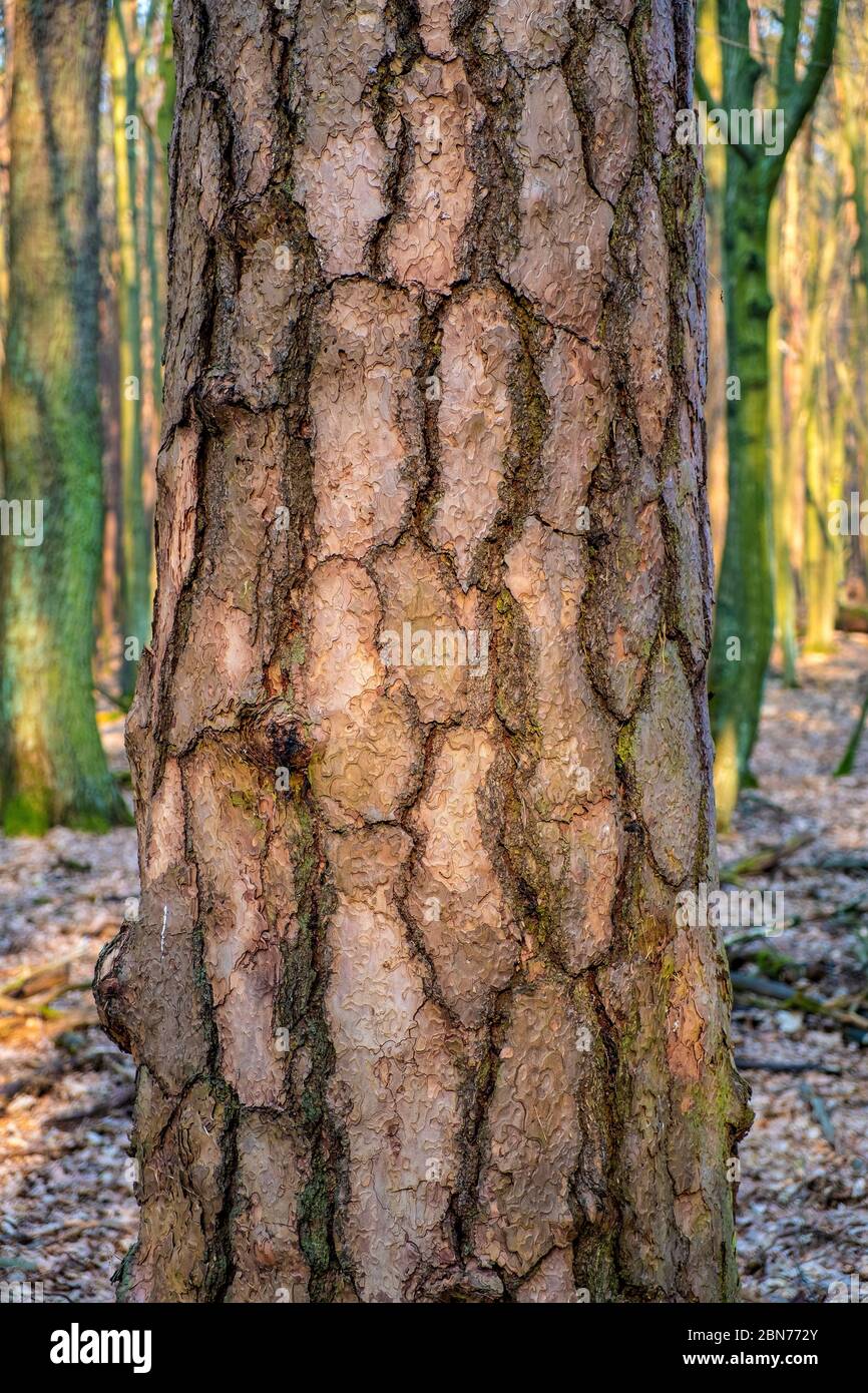Early spring landscape of mixed European forest thicket with Scots pine ...