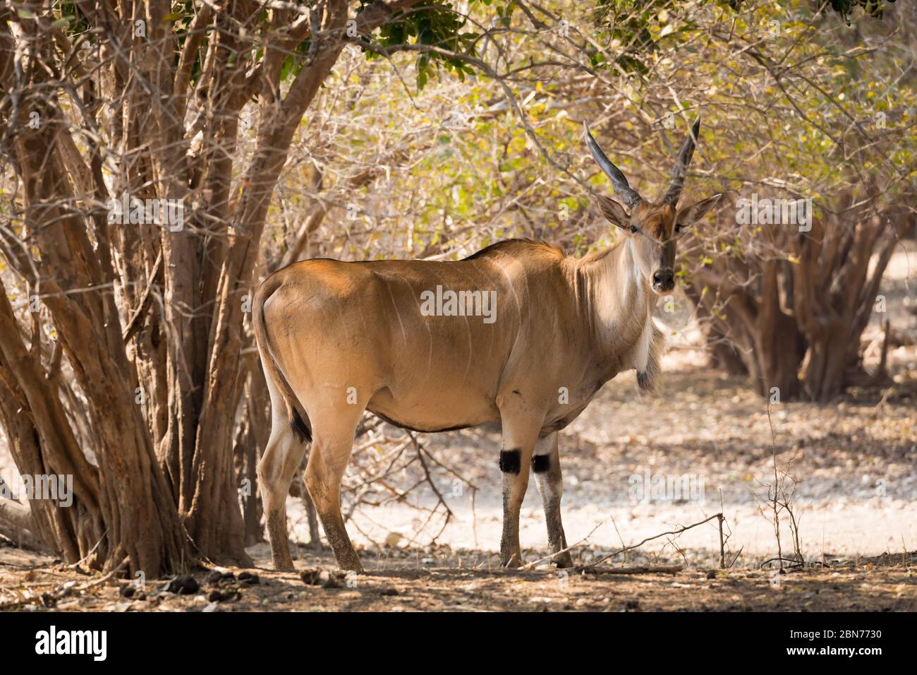 Zimbabwe antelopes hi-res stock photography and images - Alamy