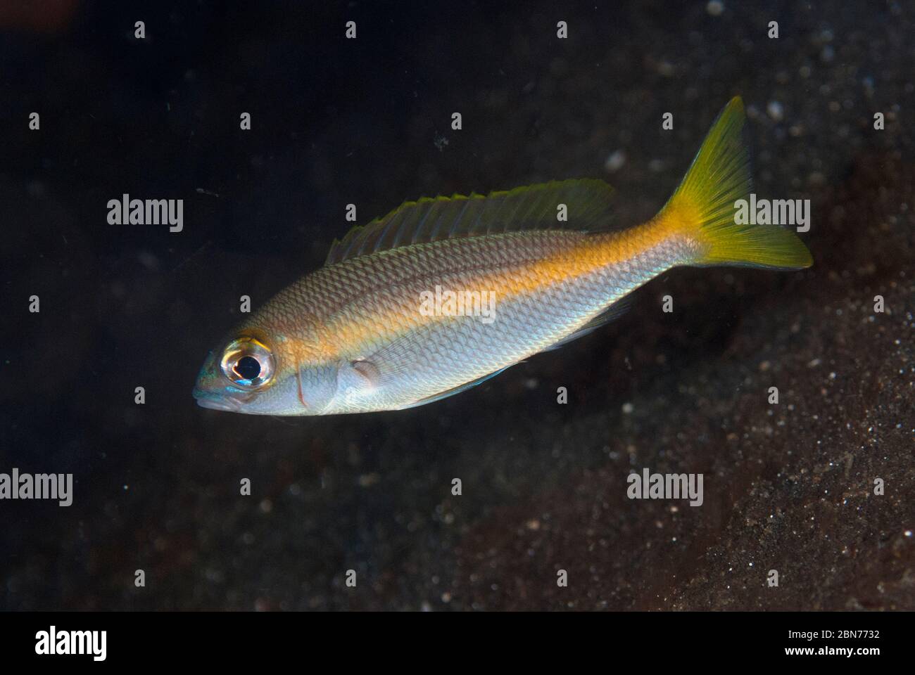 Yellowstripe Monocle Bream, Scolopsis aurata, during night dive, TK1 ...