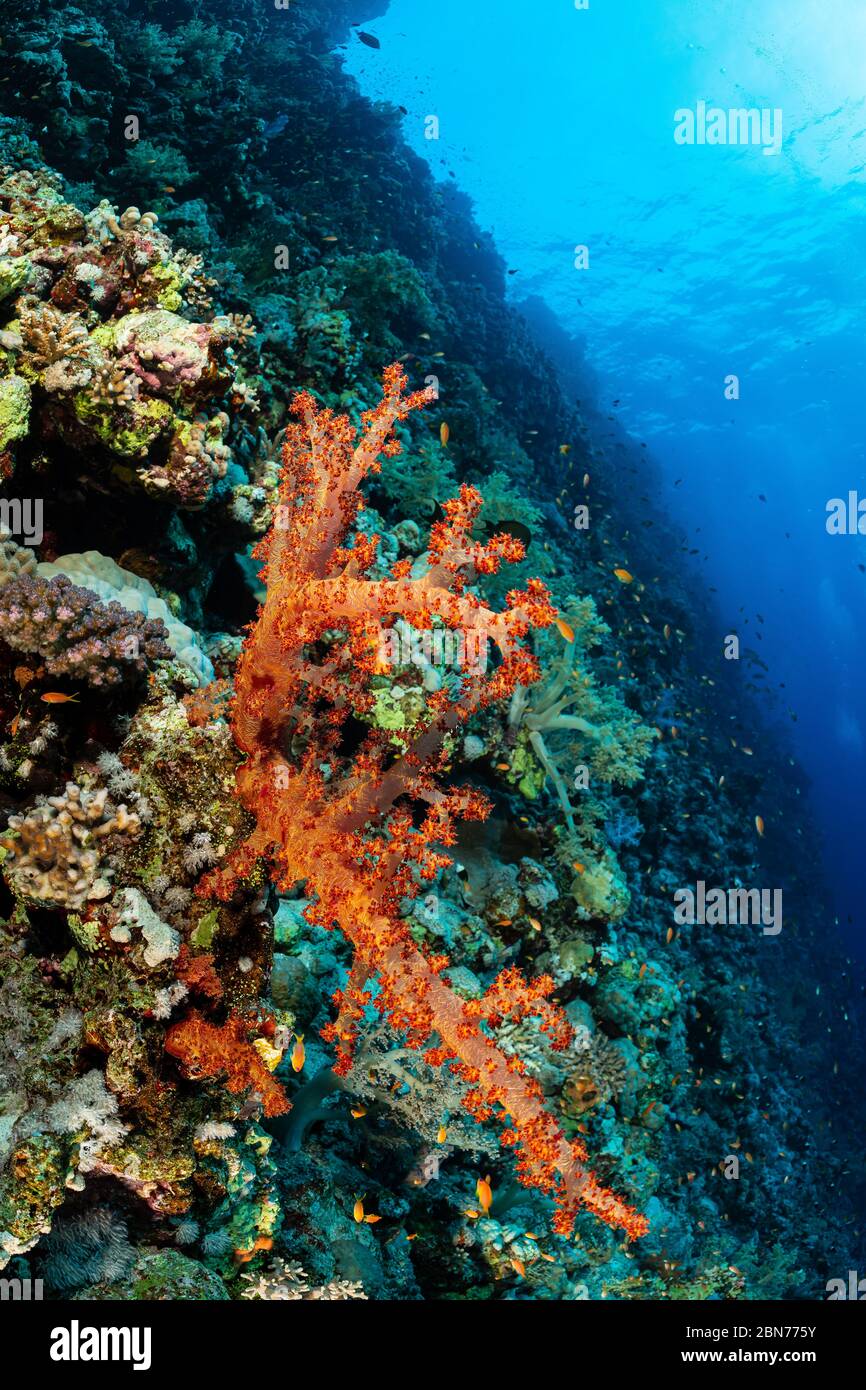 Orange soft coral hi-res stock photography and images - Alamy