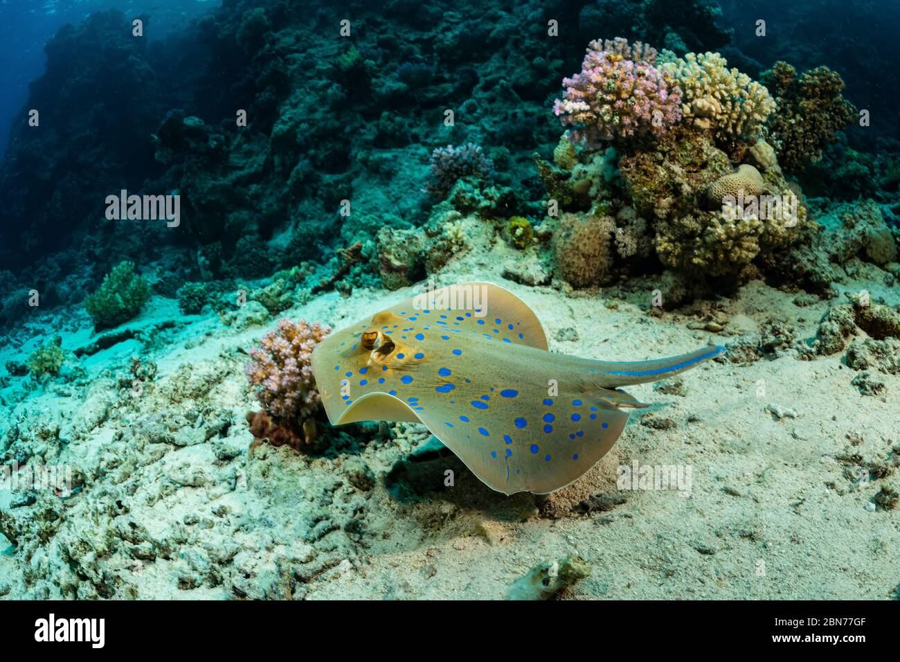 blue-spotted ribbontail ray hiding in sand Stock Photo - Alamy