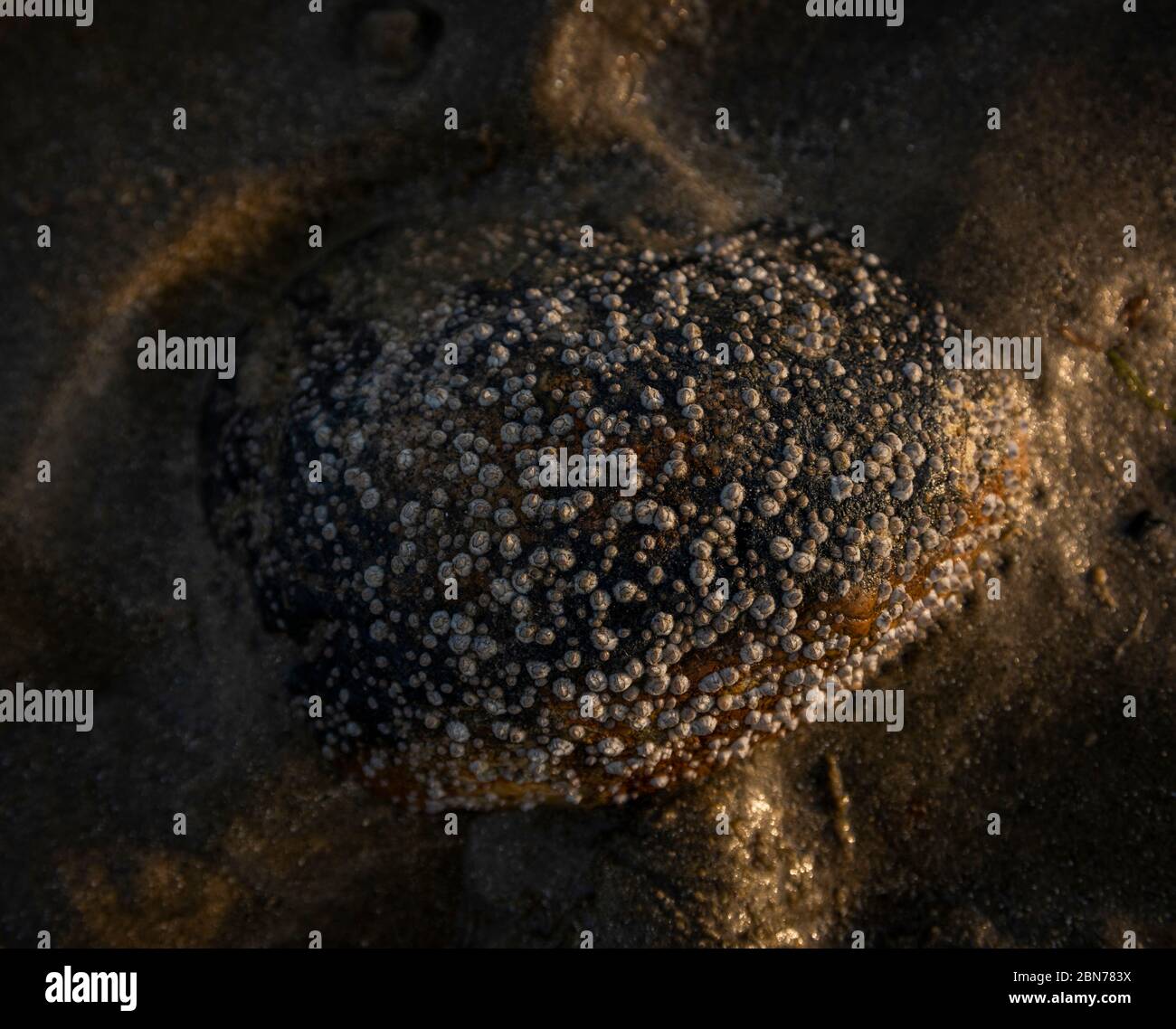 Barnacles beach hi-res stock photography and images - Alamy
