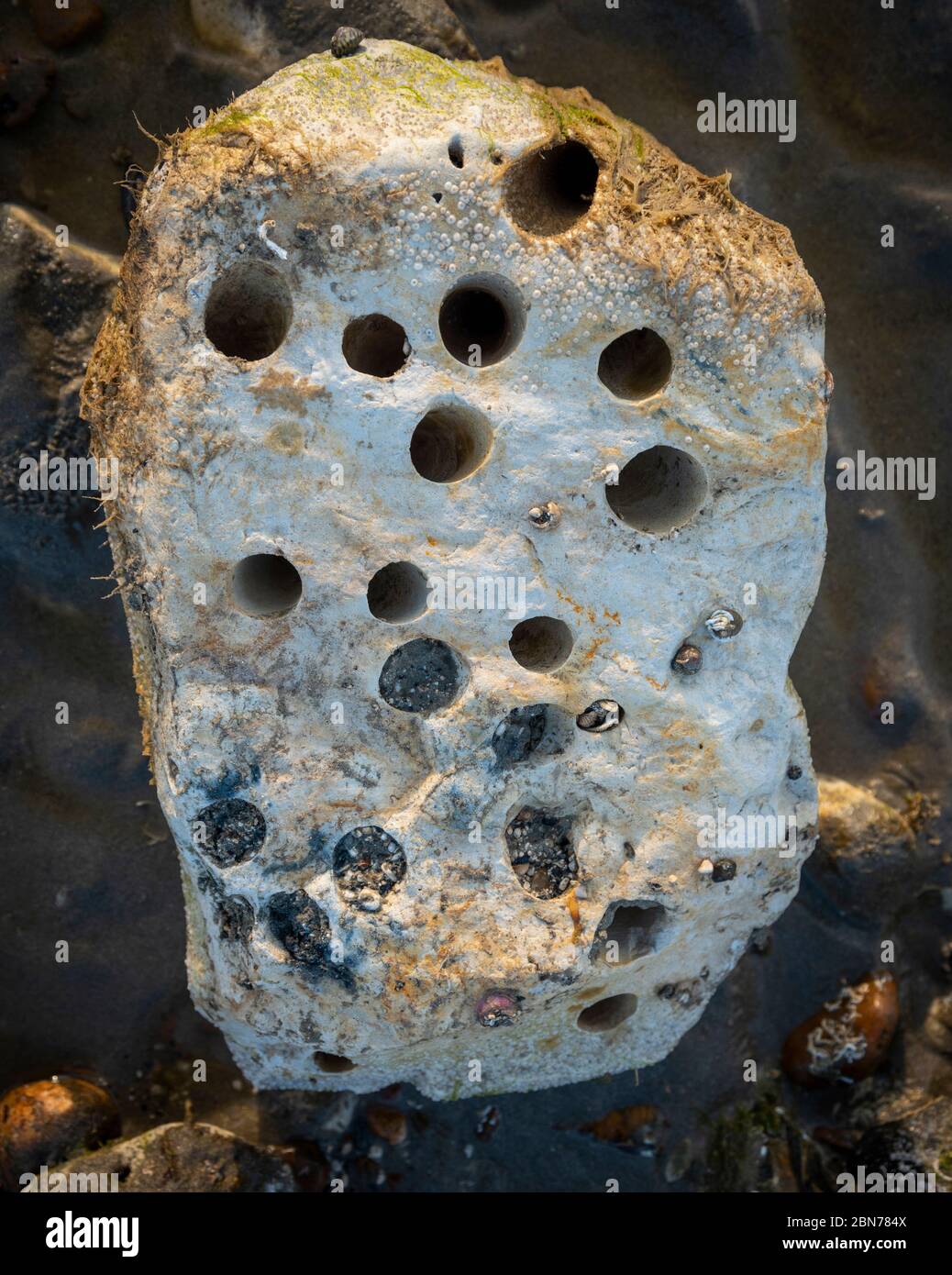 Intertidal life hi-res stock photography and images - Alamy