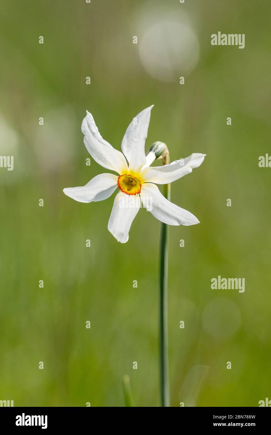 Grandalla. Narcissus poeticus Symbolic flower of Andorra Stock Photo ...