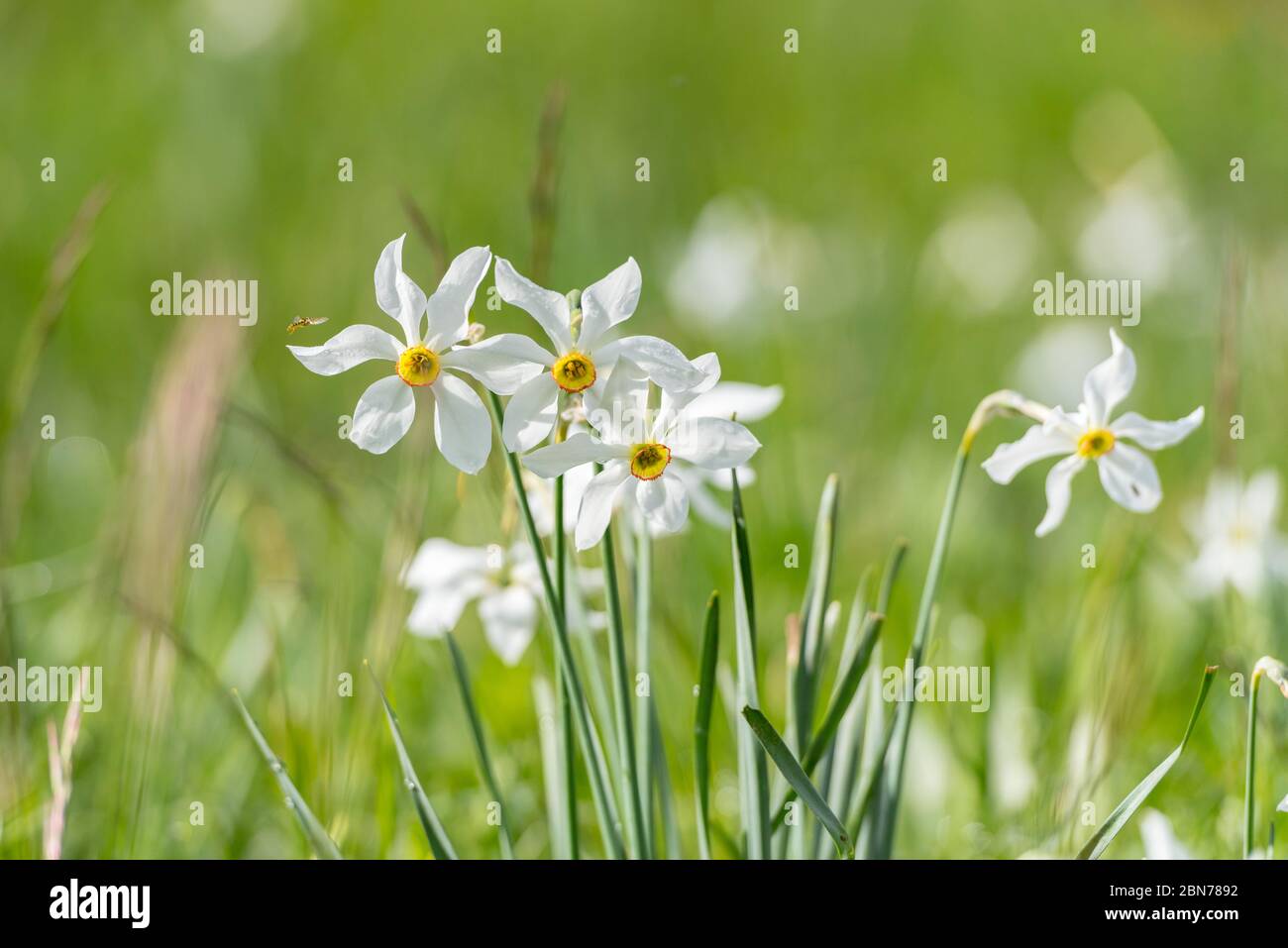 Grandalla. Narcissus poeticus Symbolic flower of Andorra Stock Photo ...