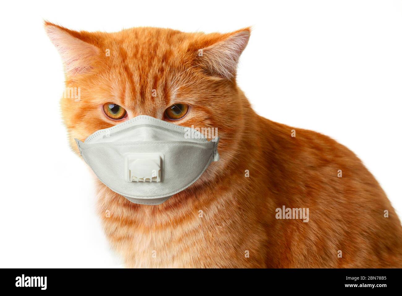 Red cat in protective hi-res stock photography and images - Alamy
