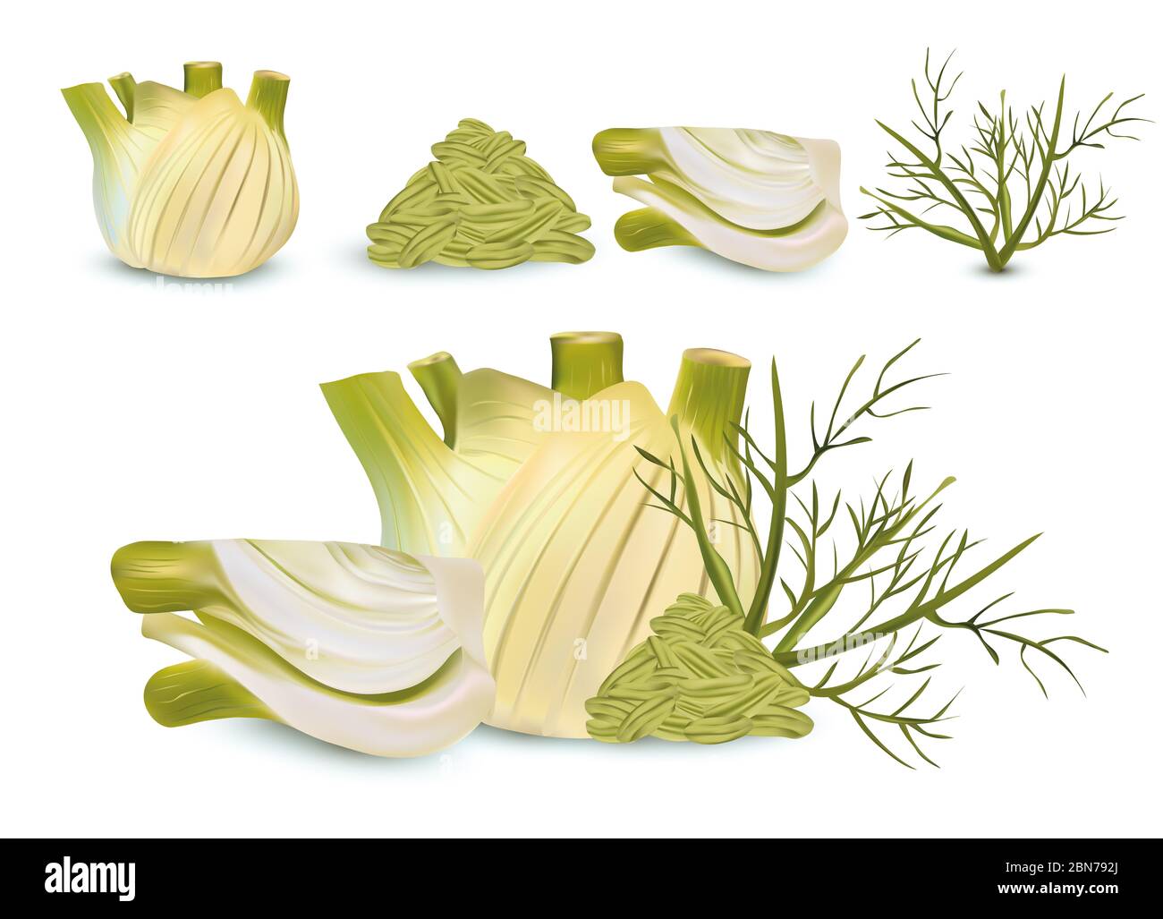Realistic fennel with green leaf and seeds. White fennel with green ...