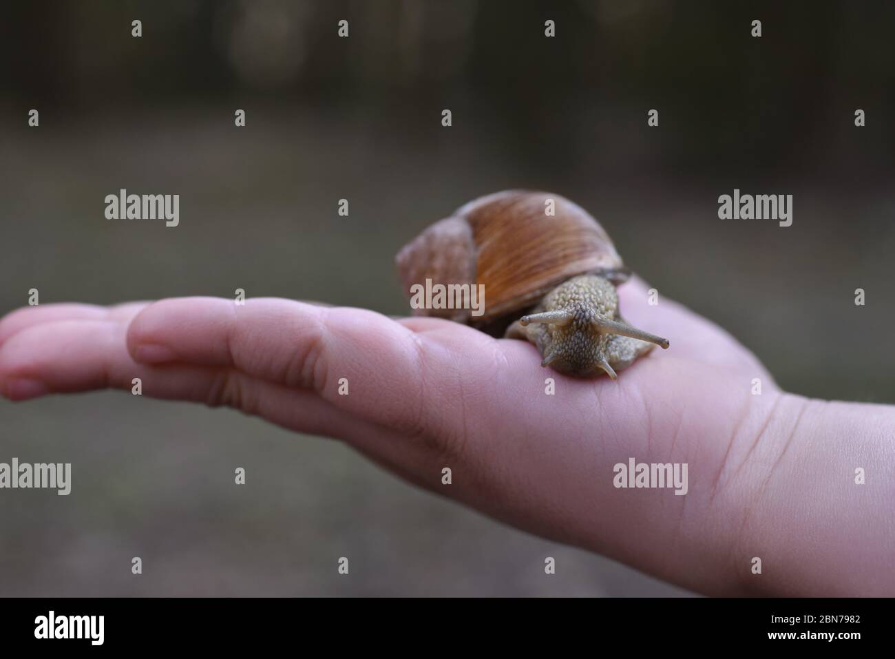 Large grape snail crawling on a child hand, close-up Stock Photo - Alamy