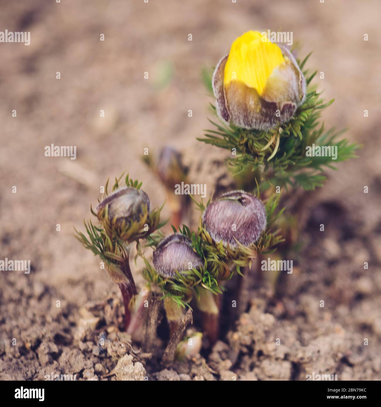 Small yellow flower grow in a spring garden closeup Stock Photo - Alamy