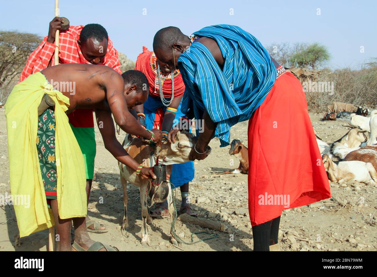 Samburu Maasai men bleed a cow to produce the Blood Milk they drink ...