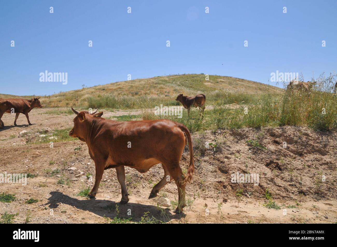 Cattle farming in israel hi-res stock photography and images - Alamy