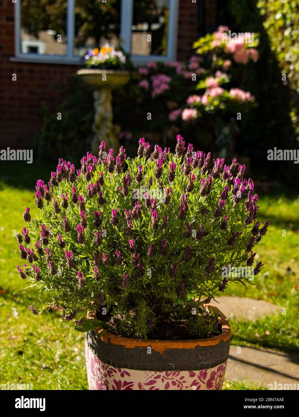Lavender anouk hi-res stock photography and images - Alamy