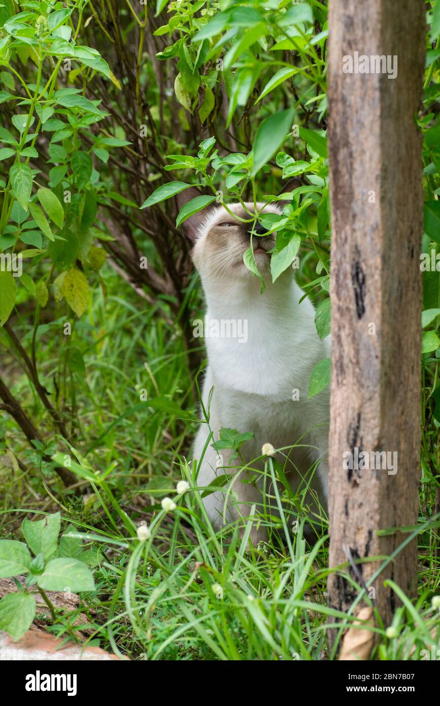 Siamese cat hunting in grass hi-res stock photography and images - Alamy