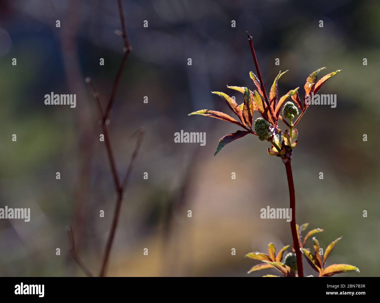 Sambucus racemosa hi-res stock photography and images - Alamy