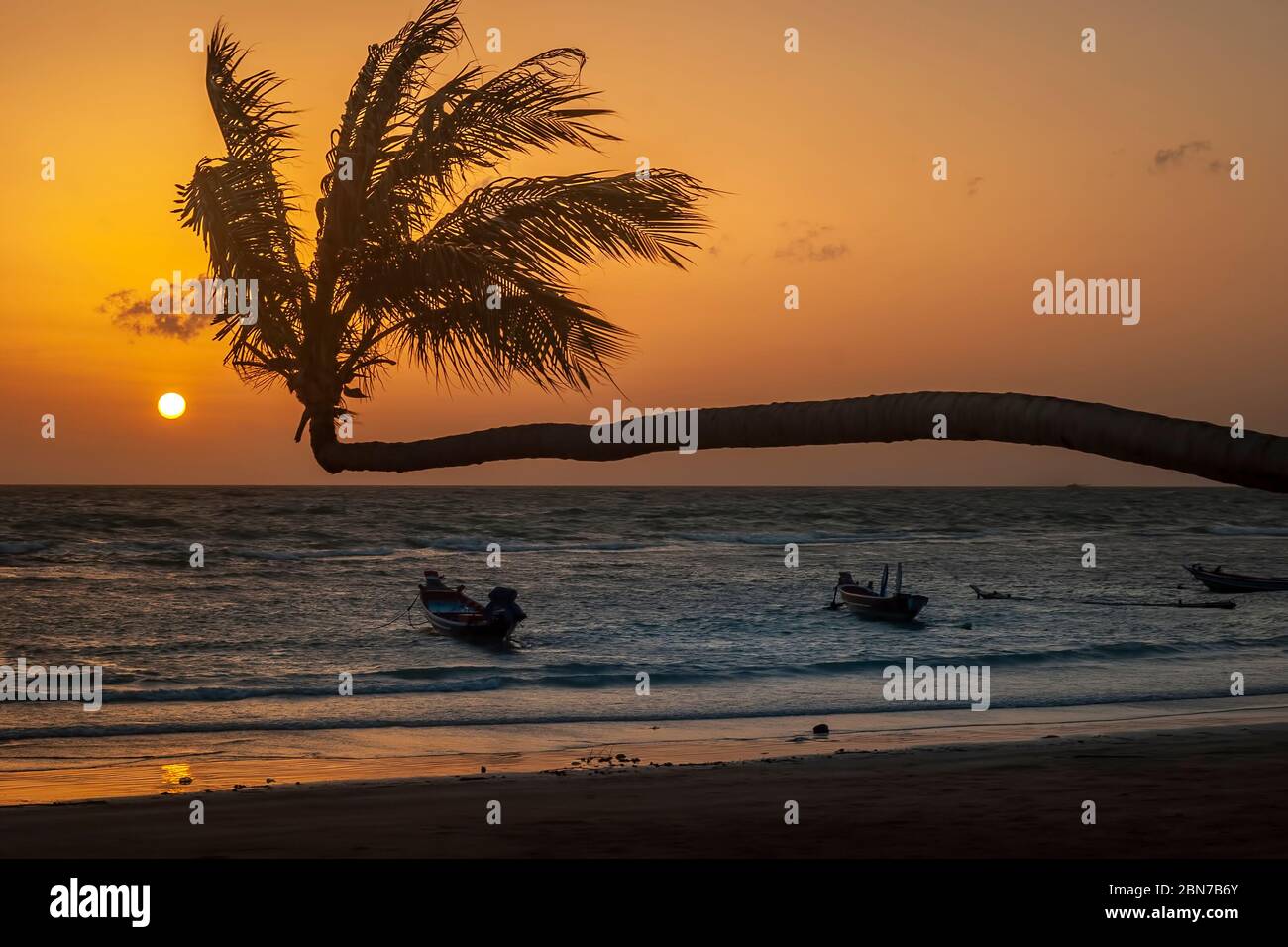 Slanted palm tree hi-res stock photography and images - Alamy