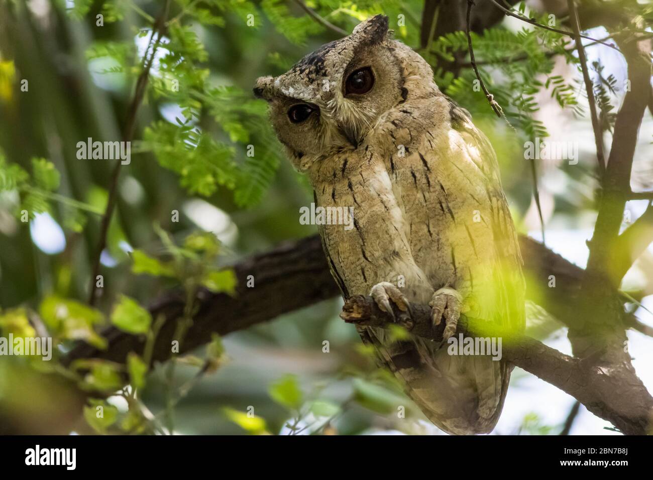 Indian scops owl hi-res stock photography and images - Alamy