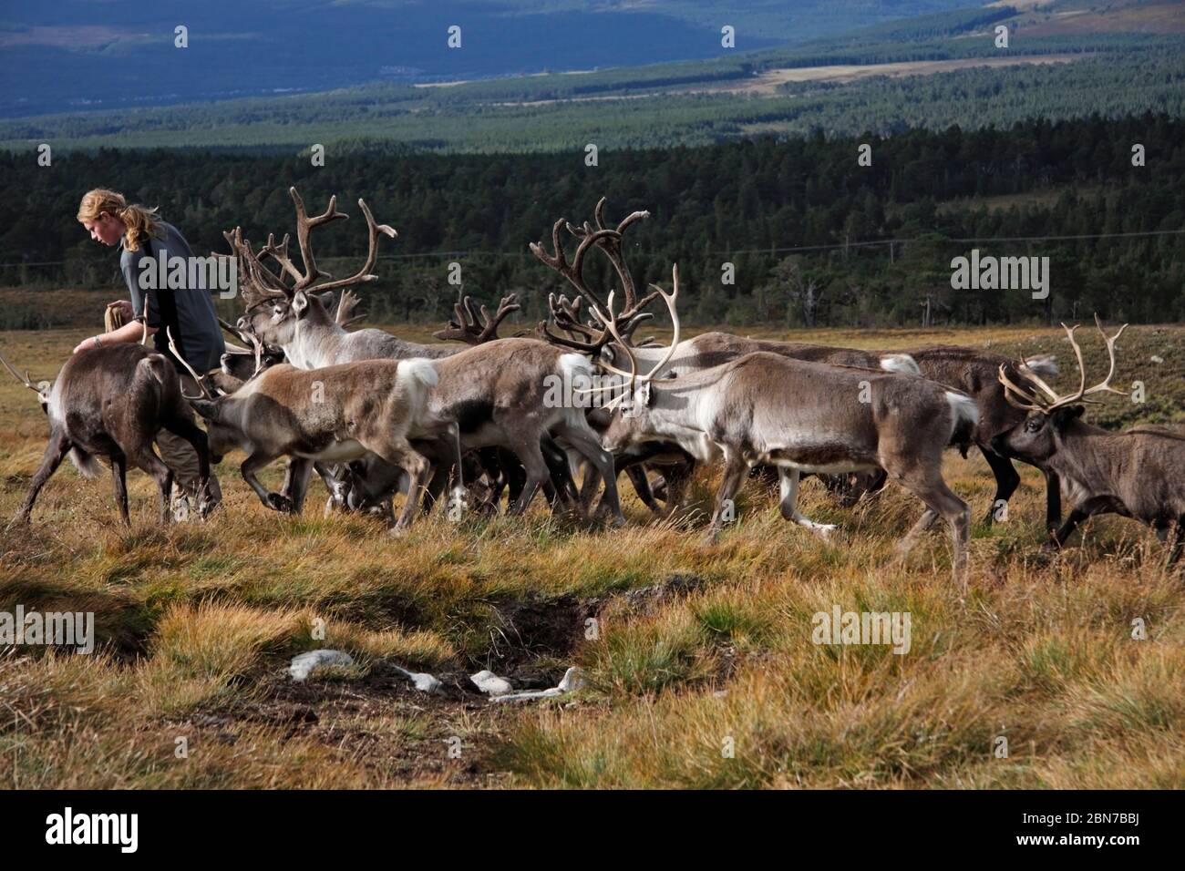 Group reindeer hi-res stock photography and images - Alamy