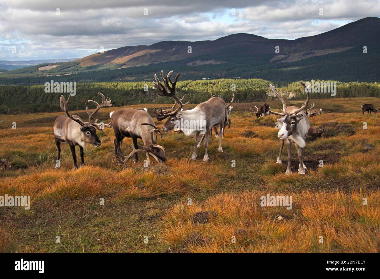 Cairngorm reindeer hi-res stock photography and images - Alamy