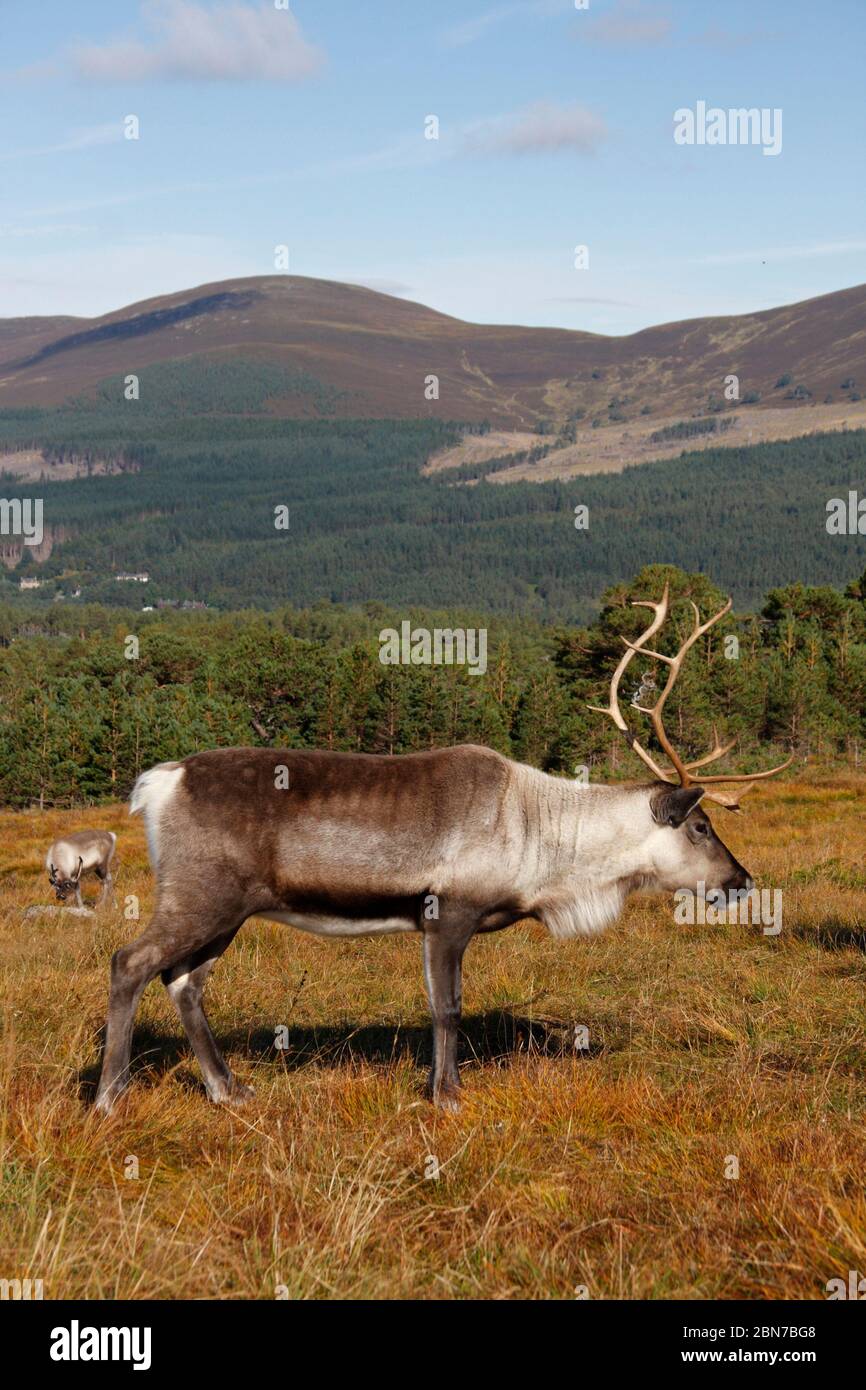 Female reindeer hi-res stock photography and images - Alamy
