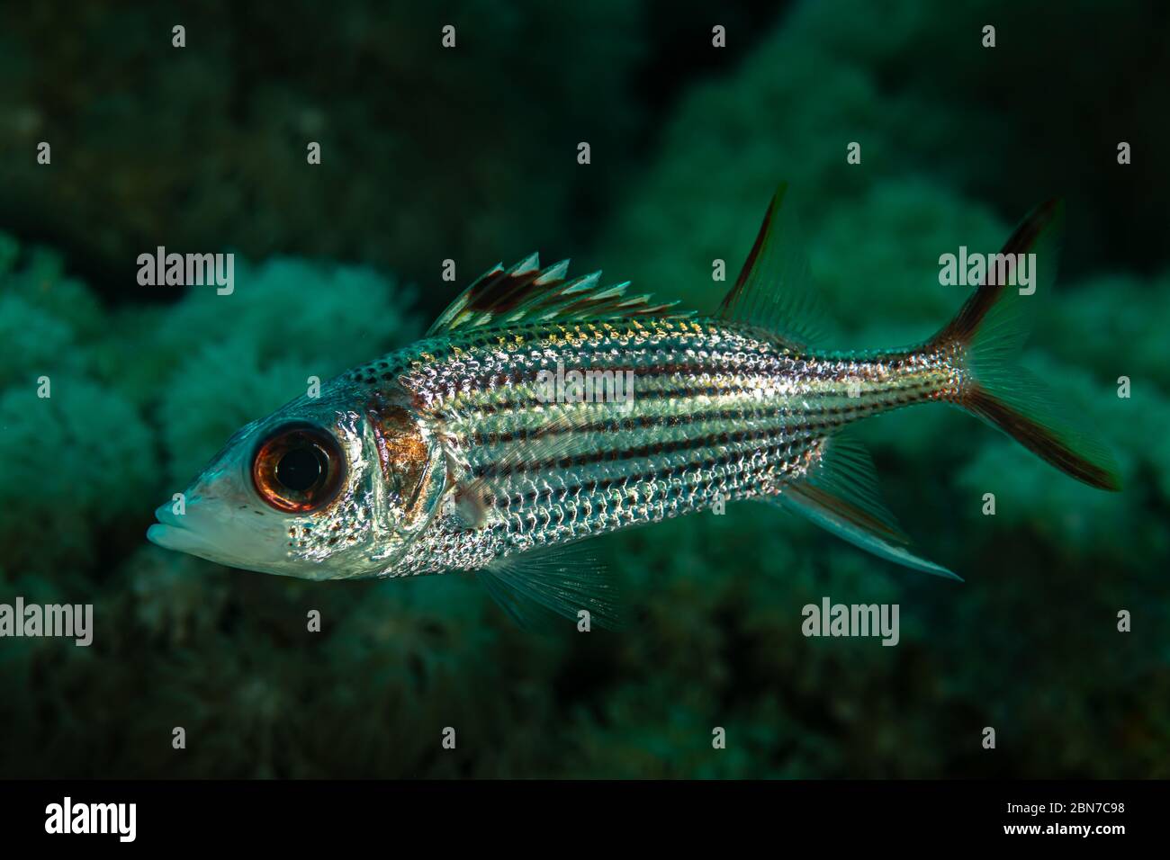 Bigeye squirrelfish hi-res stock photography and images - Alamy