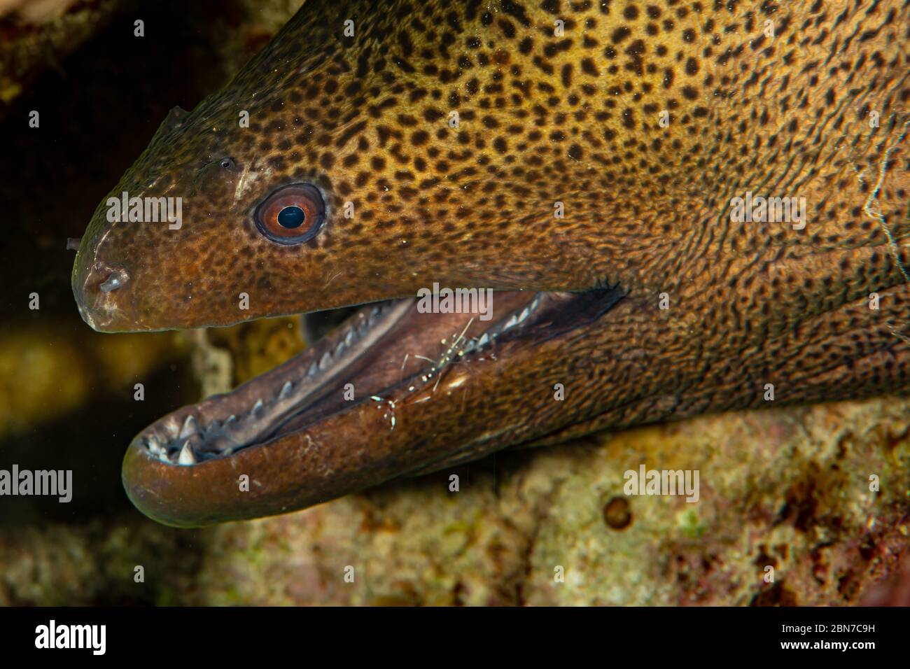 Giant shrimp ocean hi-res stock photography and images - Alamy