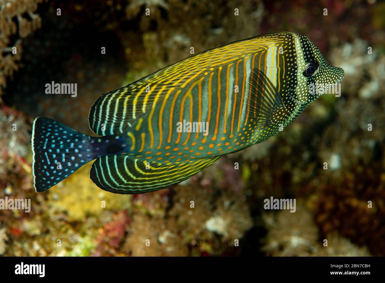 Spotted surgeonfish hi-res stock photography and images - Alamy